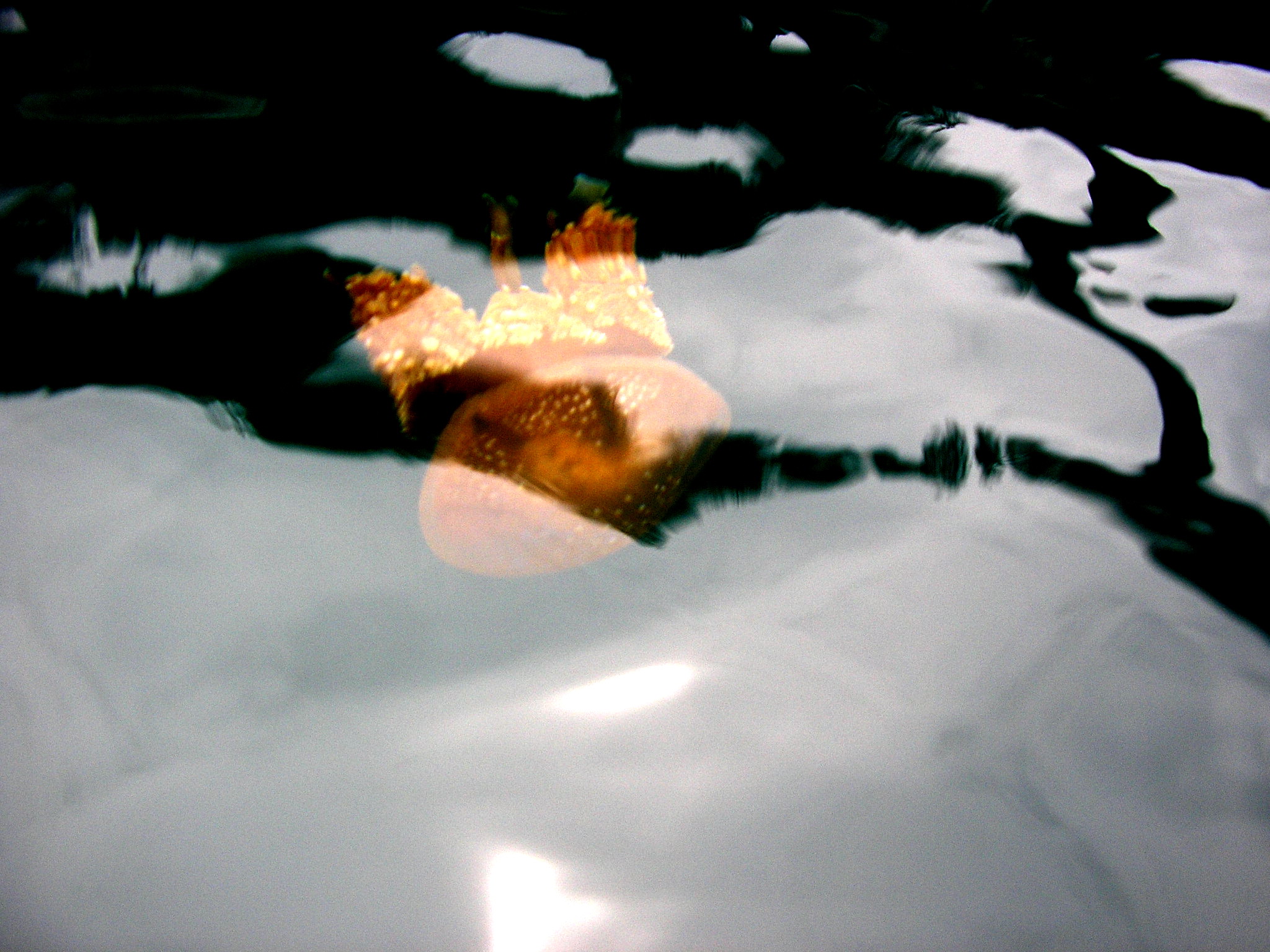 Snorkeling @ Tojoman Lagoon in Sohoton – Life in the Great Beyond