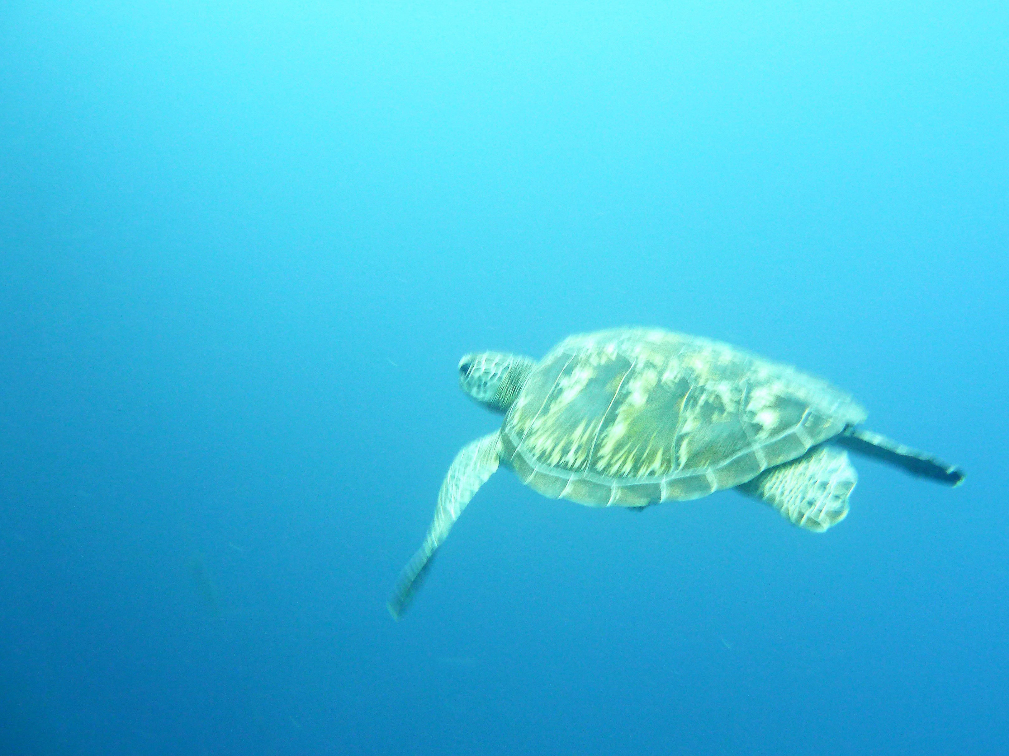 Lessons from a Sea Turtle – Life in the Great Beyond