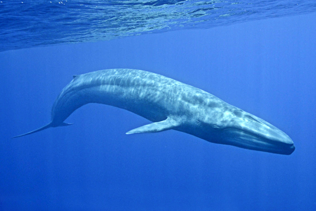 THE BLUE WHALE – Life in the Great Beyond